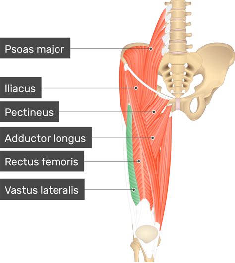 Rectus Femoris Muscle Origin And Insertion