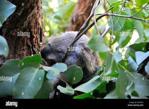 Koala Sleeping In A Tree Phascolarctos Cinereus Australia Stock