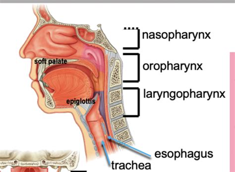 Anatomy Lecture Oral Nasal Cavity Larynx And Pharynx