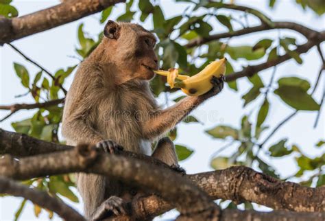 Monkey Eating Banana Stock Photo Image Of Asian Hair