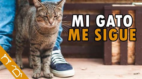 7 Razones Por Las Que Tu Gato Te Sigue A Todas Partes Por Qué Mi Gato