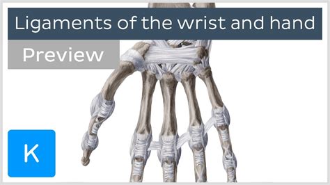 Ligaments Of The Wrist And Hand Preview Human Anatomy Kenhub