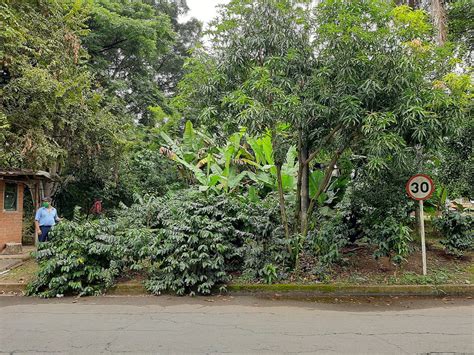 Juancho Sinisterra On Twitter Bosques Urbanos De Alimentos Barrio