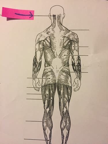 Muscle Man Diagram Back Flashcards Quizlet