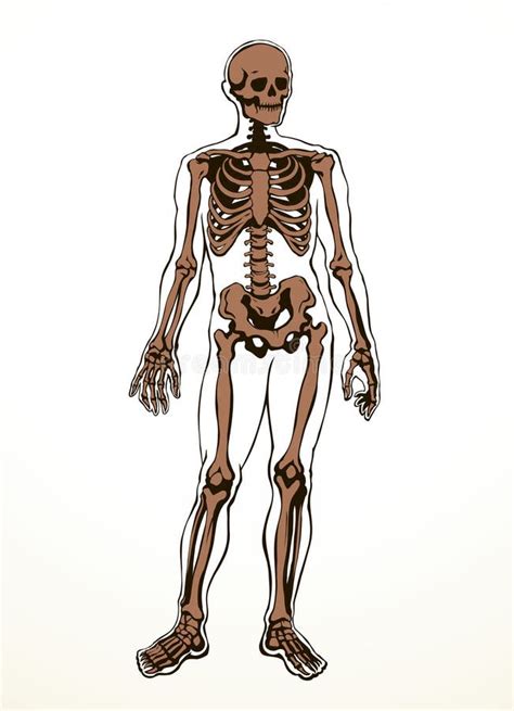 Esqueleto Humano Desenho Esquem Tico Vetorial Ilustra O Do Vetor