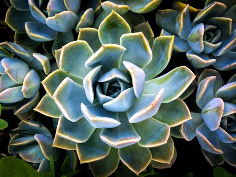 Las mejores plantas de exterior para climas cálidos