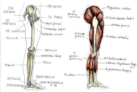 Anatomy Leg 2 Human Body Parts Anatomy Legs