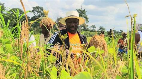 Charles Blé Goudé Revenons à nos réalités la récolte du riz en Côte d