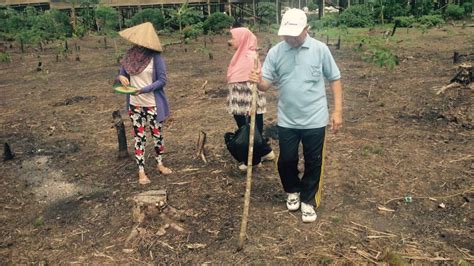 Nugal Padi Tradisi Menanam Padi Warisan Nenek Moyang Yang Masih