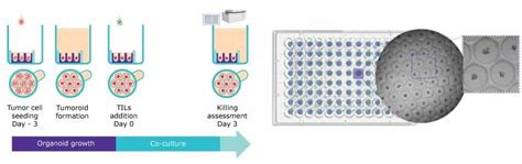 In Vitro T Cell Killing Assay Protocol