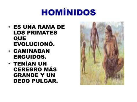 PPT LA EVOLUCIÓN DEL HOMBRE PowerPoint Presentation free download