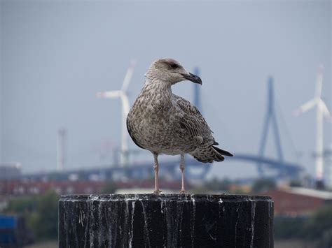 Vogel Möwe Vogelkunde Kostenloses Foto auf Pixabay Pixabay