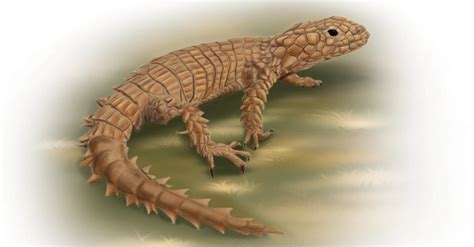 Armadillo Girdled Lizard Sawan Books