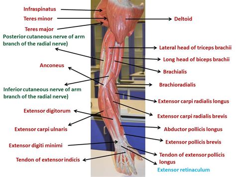 Posterior aspect of the forearm YEDİTEPE ANATOMY LAB