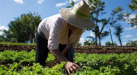 Agroecolog A Un Modelo Productivo Y De Intercambio De Saberes En