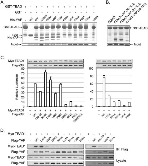 Structural Insights Into The YAP And TEAD Complex