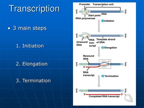 PPT Gene Expression Transcription And Translation PowerPoint