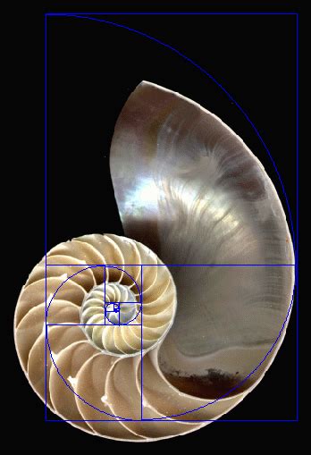 another example of the spiral this time its with a nautilus shell it s a perfect example of