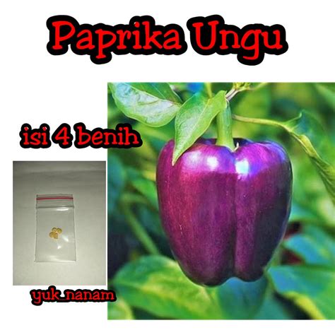 Jual 4 Benih Paprika Ungu F1 Purple Star Sayuran Unggul Known You Seed