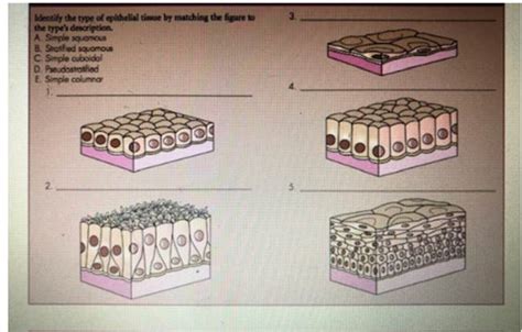 Solved Identify The Type Of Epithelial Tissue By Matching The