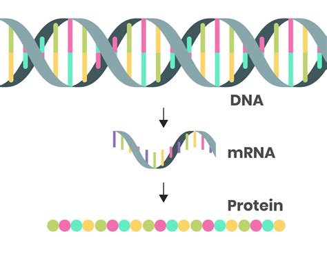 what is mrna the messenger molecule that s been in every living cell for billions of years is