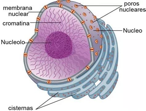 Núcleo celular