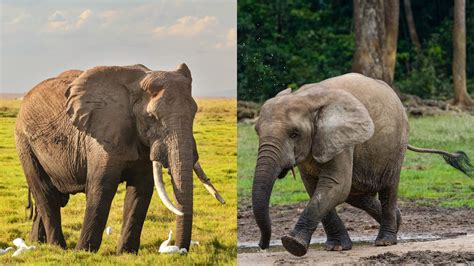 African Bush Elephant Vs African Forest Elephant Differences