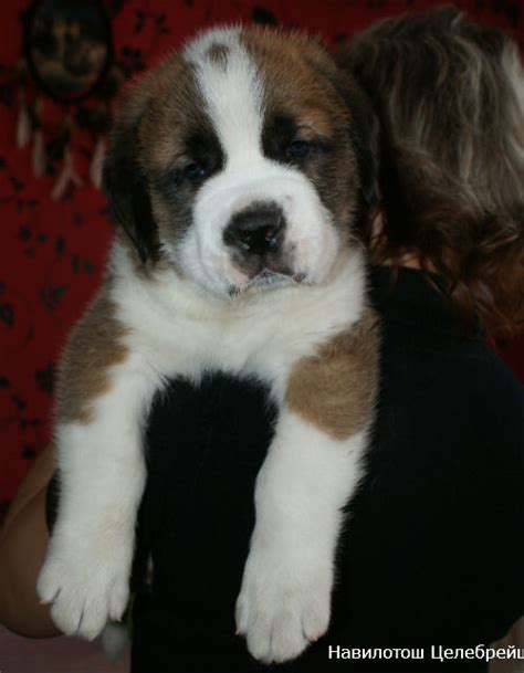 Saint Bernard Of The Kennel NAVILOTOSH Litter C