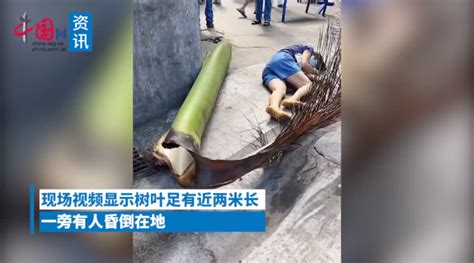 树叶的威力有多大男子路过被一片椰子树叶砸至颅内出血 财经头条