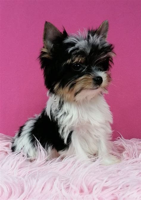 Biewer Suczka Z Rodowodem Yorkshire Terrier Yorki Pozna Ogrody Olx Pl