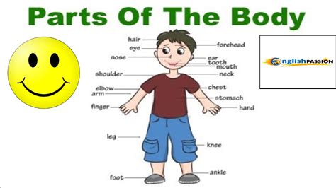 Partes Del Cuerpo Humano En Ingles