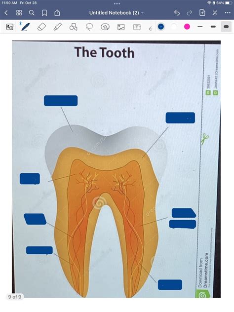 A P Lab Practical Tooth Diagram Quizlet