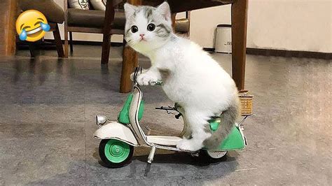 Essayer De Ne Pas Rire Animaux Vidéos De Chats Drôles À Mourir De