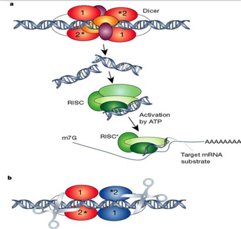 ansc 4050 final exam new material non coding rna viral vectors assisted reproductive