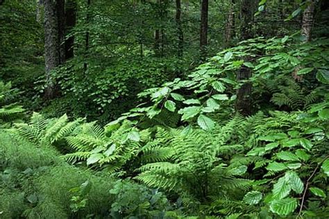 4 Types Of Plants Kingdom Plantae Owlcation