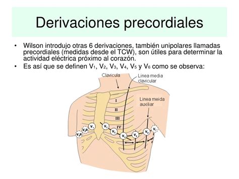 PPT Actividad eléctrica del corazón ECG desfibrilación PowerPoint