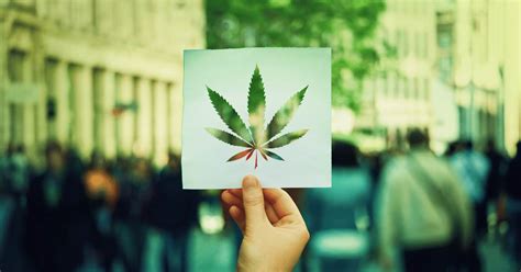 Chile maior plantação de cannabis medicinal da América Latina Dr