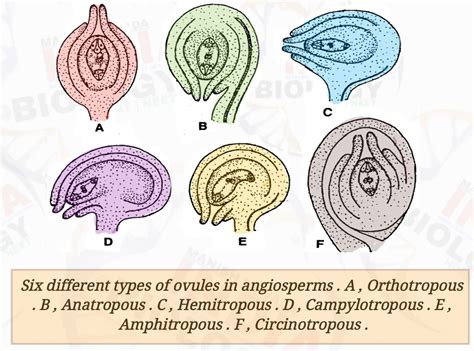 Structure Of Ovule Diagram