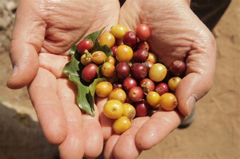 Café sustentável a importância da sustentabilidade para o futuro da