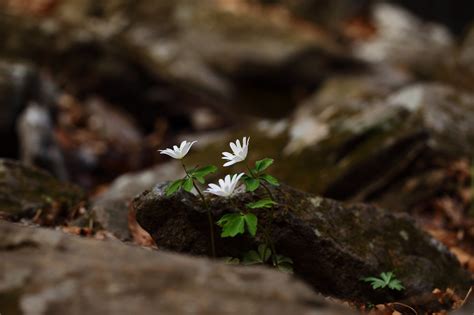 Natureza Ao Ar Livre Folha Foto Gratuita No Pixabay Pixabay