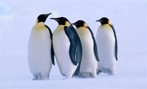 New Emperor Penguin Colony In Antarctica Discovered Using Satellite