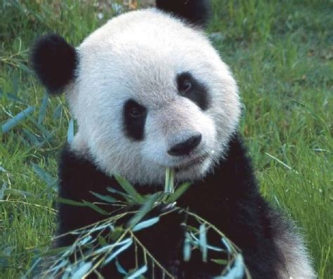 Arriba Foto Por Qu El Oso Panda Est En Peligro De Extinci N Cena