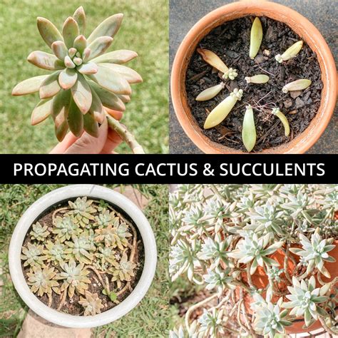 Tutorial On How To Propagate Succulents Cactus Planting Succulents
