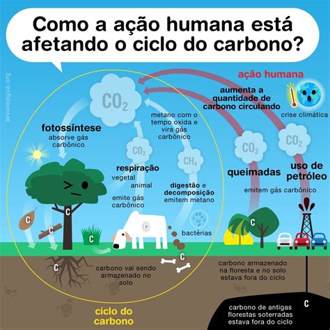 Árvore ser tecnológico O ciclo do carbono é mostrado nas relações que