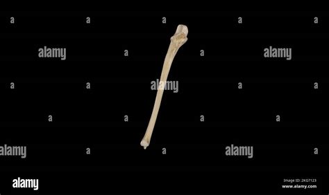 Radius ulna Banque de photographies et dimages à haute résolution Alamy