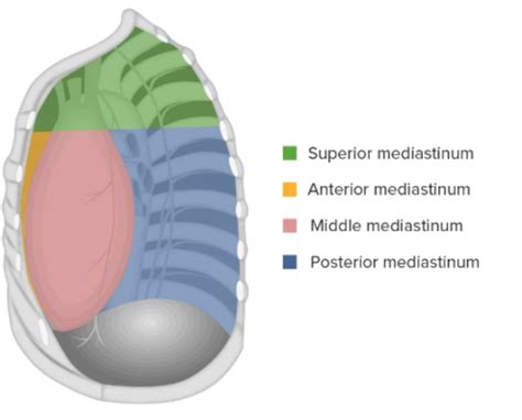 Cv Anatomy Flashcards Quizlet