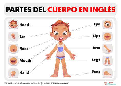 Partes del Cuerpo en Inglés