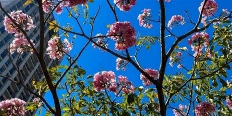 Primavera 2023 A qué hora comienza en el equinoccio en México El