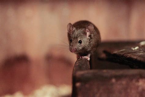 Mouse Vole Or Rat All Things Wildlife Co Uk