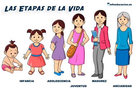 Las etapas de la vida para niños de primaria infoeducacion es